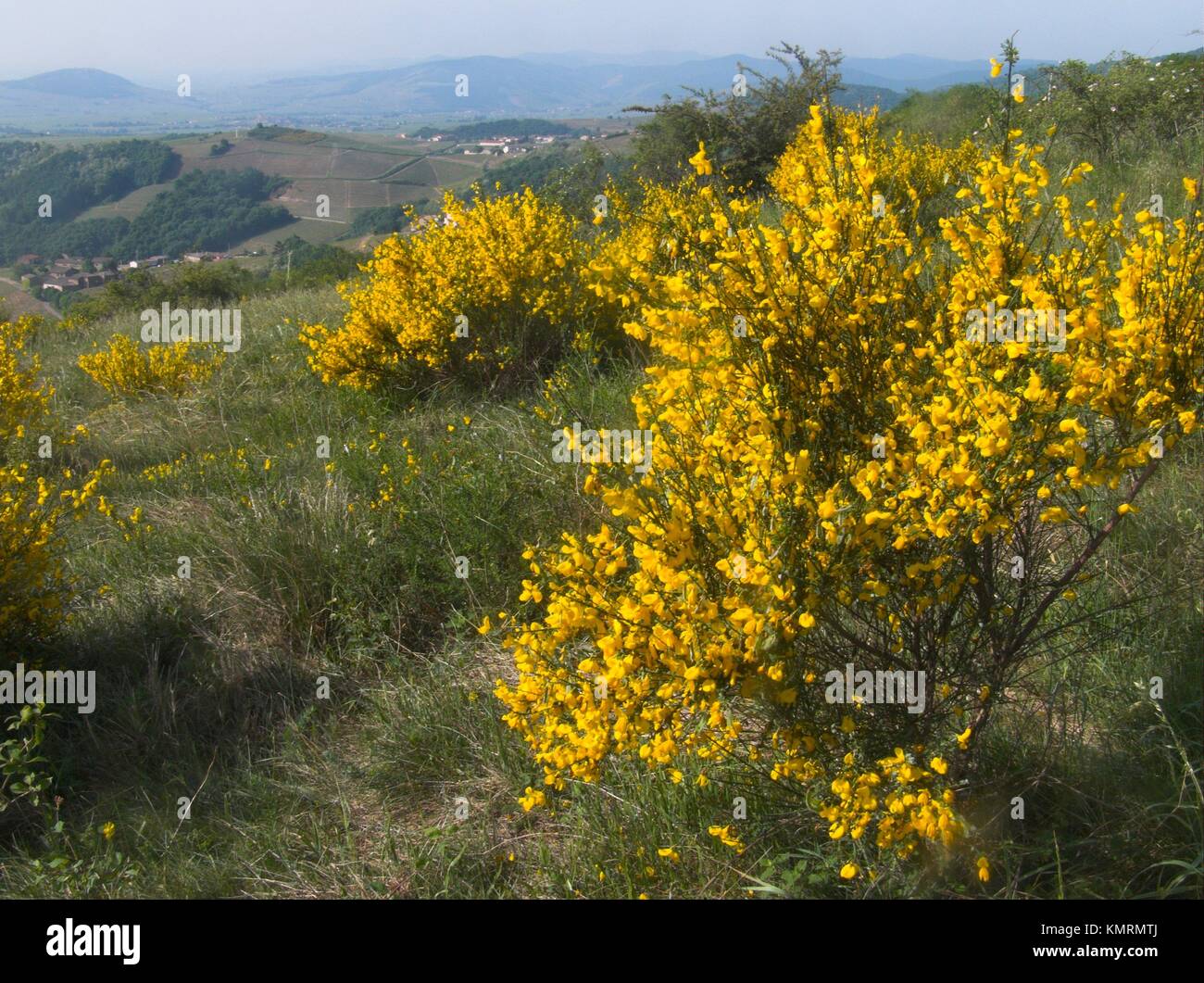 Genet france Banque de photographies et d’images à haute résolution - Alamy