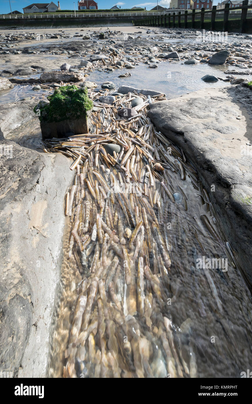 Ensis ensis Banque de photographies et d’images à haute résolution - Alamy