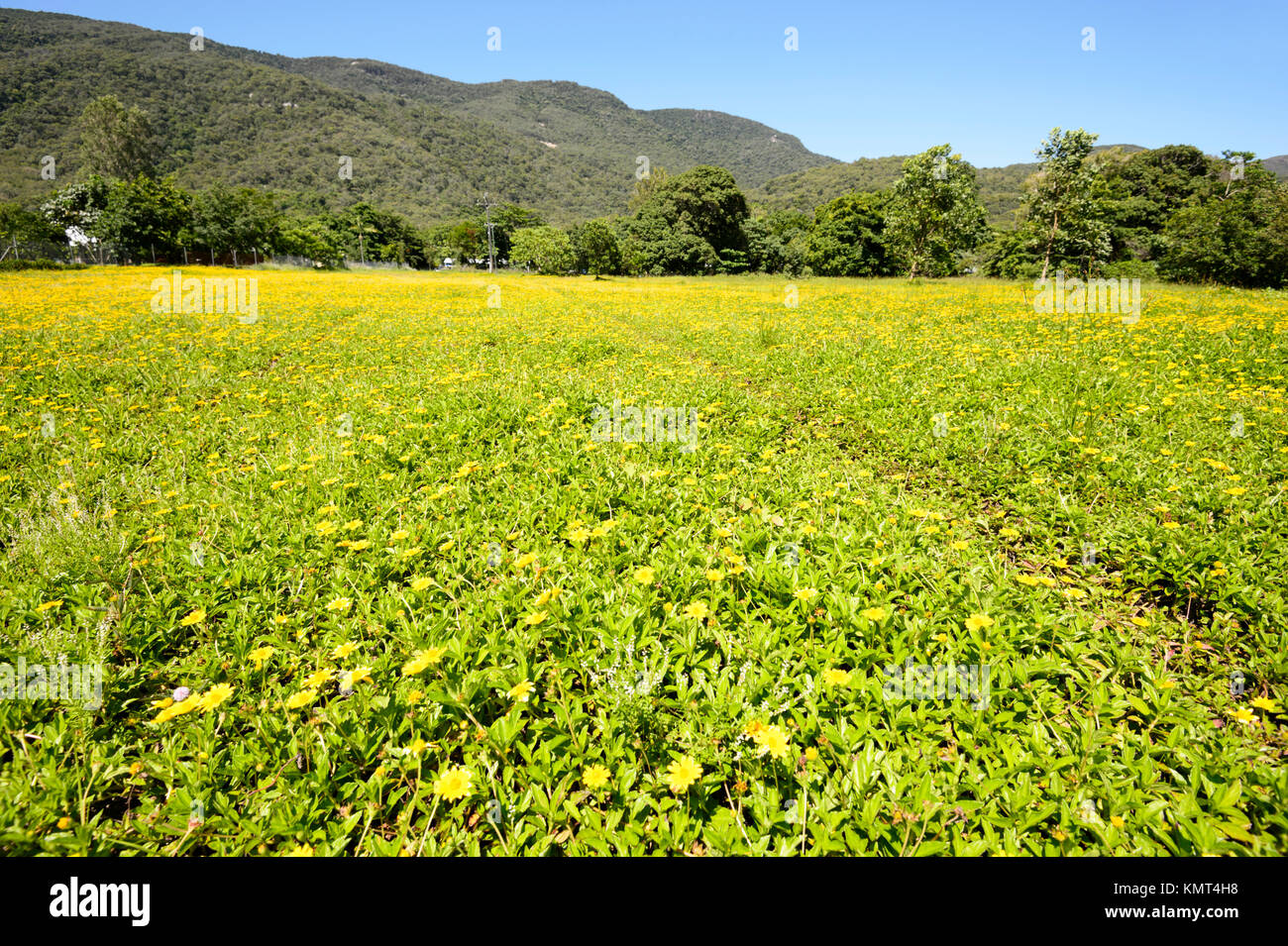 Fleurs autochtones Banque de photographies et d’images à haute ...