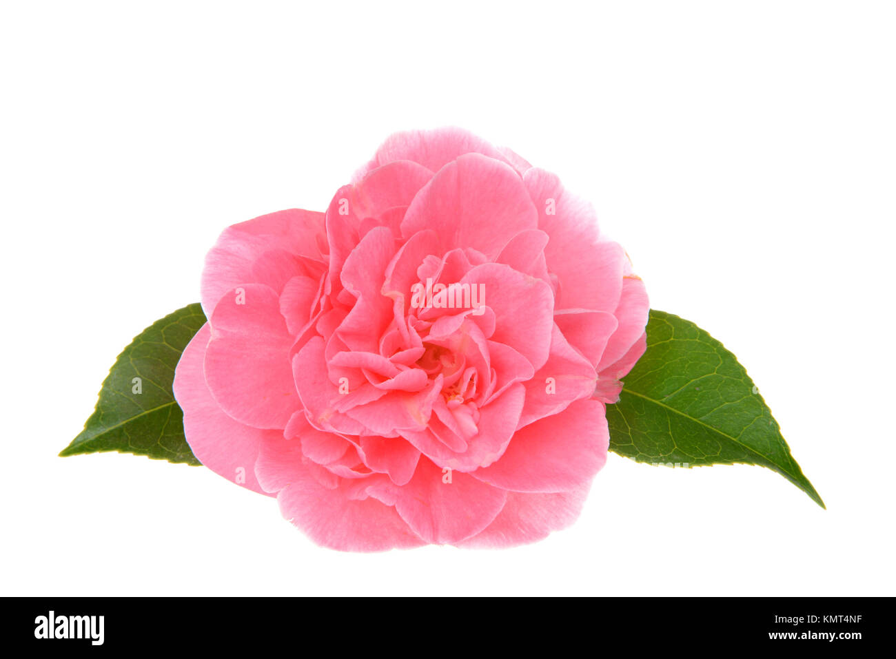 Une Marie Bracey Camellia bloom isolé sur fond blanc. Fleurs rose vif ...