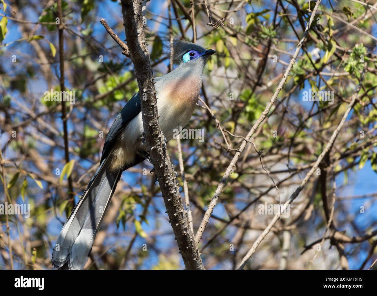 Un Crested Coua (Coua cristata) perché sur un arbre. La réserve ...