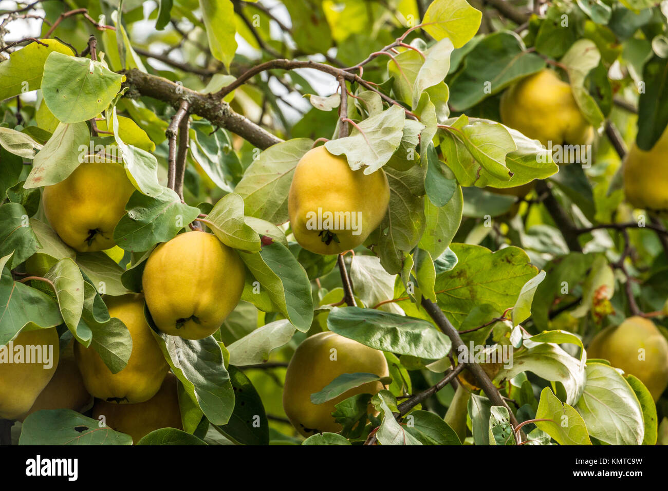 Jaune coing Banque de photographies et d’images à haute résolution - Alamy