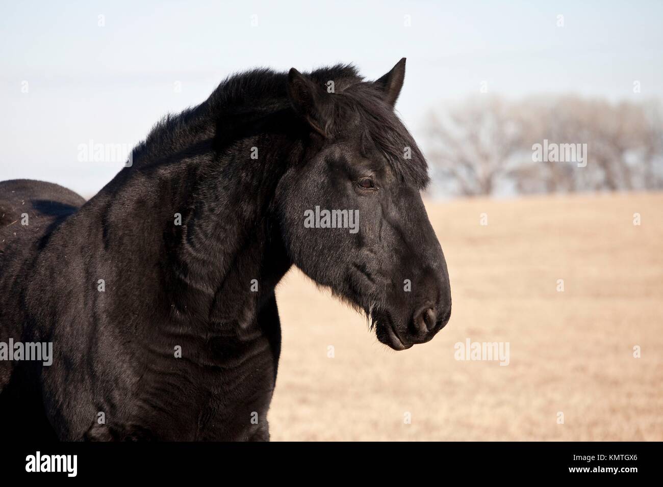 Cheval percheron noir Banque de photographies et d’images à haute ...
