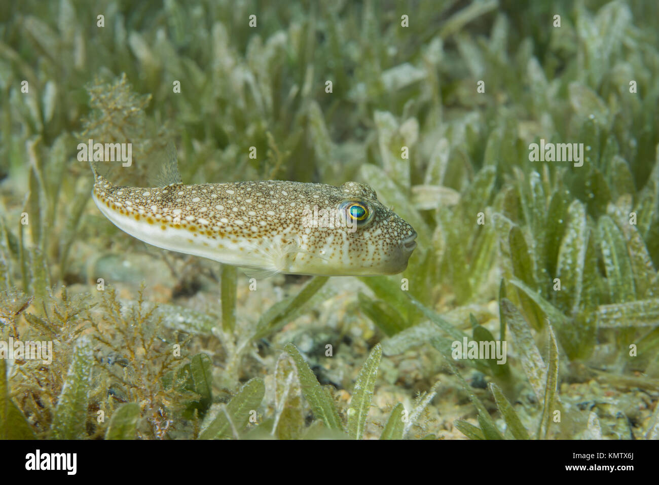 Blaasop Torquigener flavimaculosus (nain) sur l'herbe de mer Photo ...