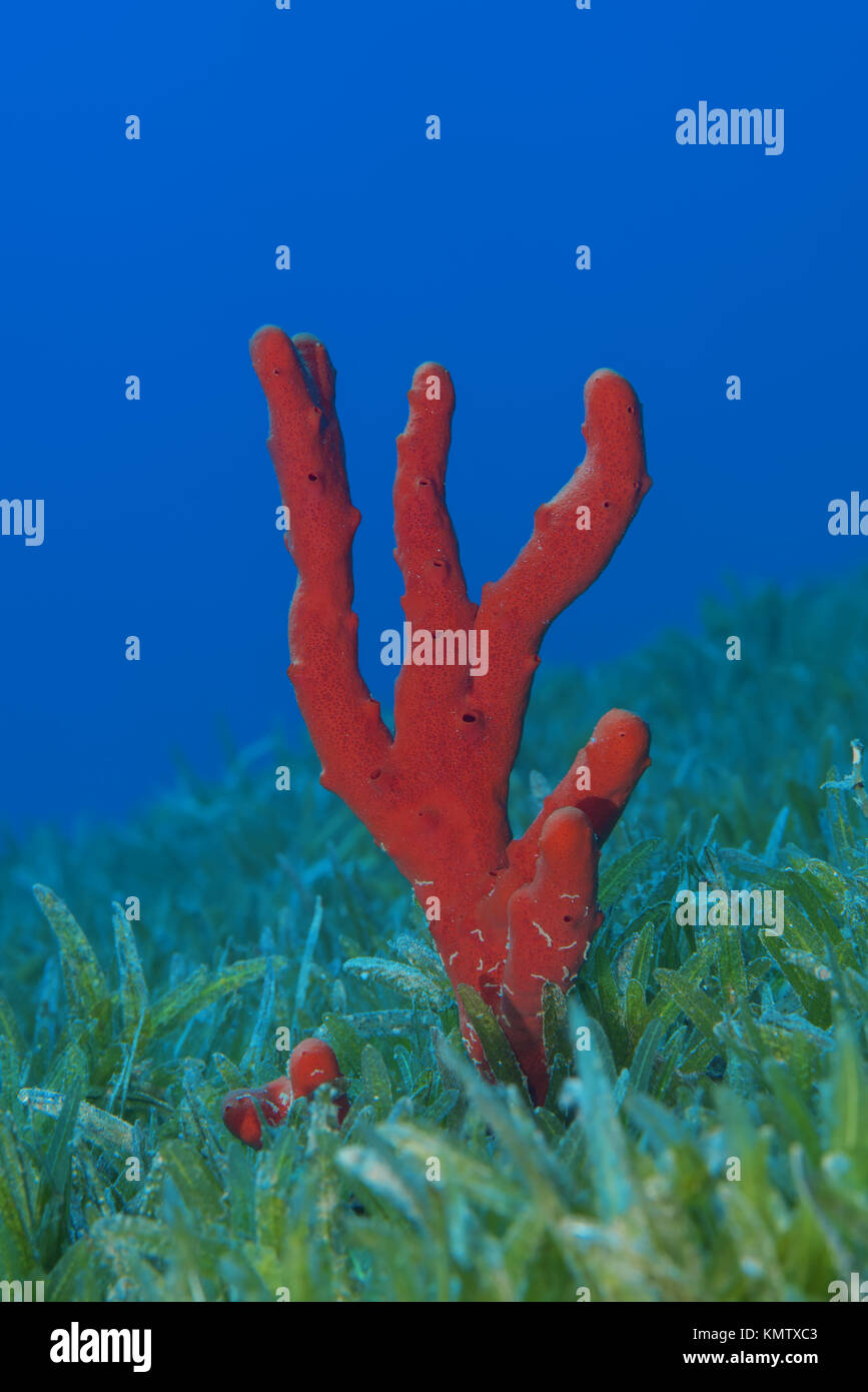 Faune de la mer rouge Banque de photographies et d’images à haute ...