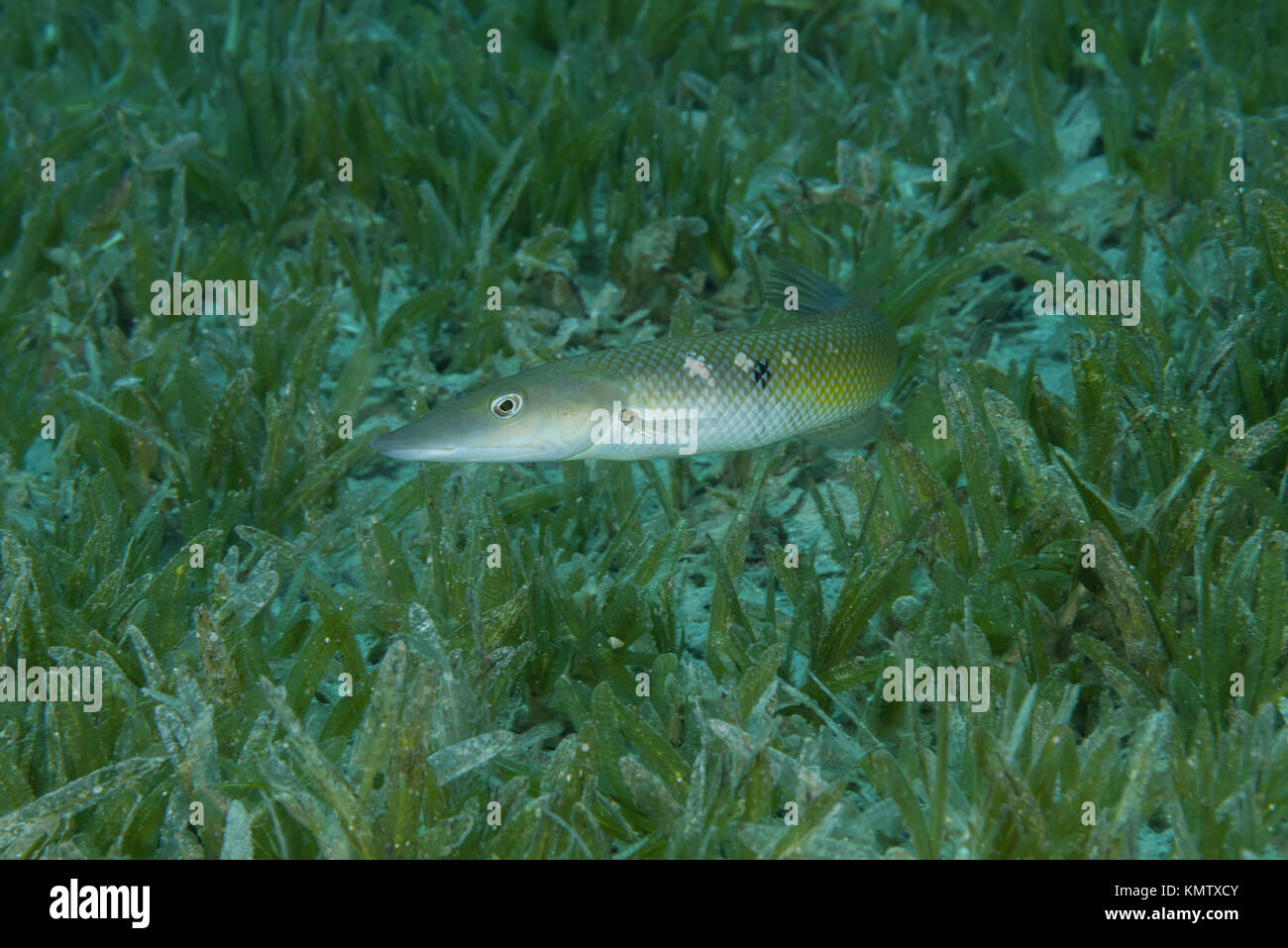 Cheilio inermis Banque de photographies et d’images à haute résolution ...