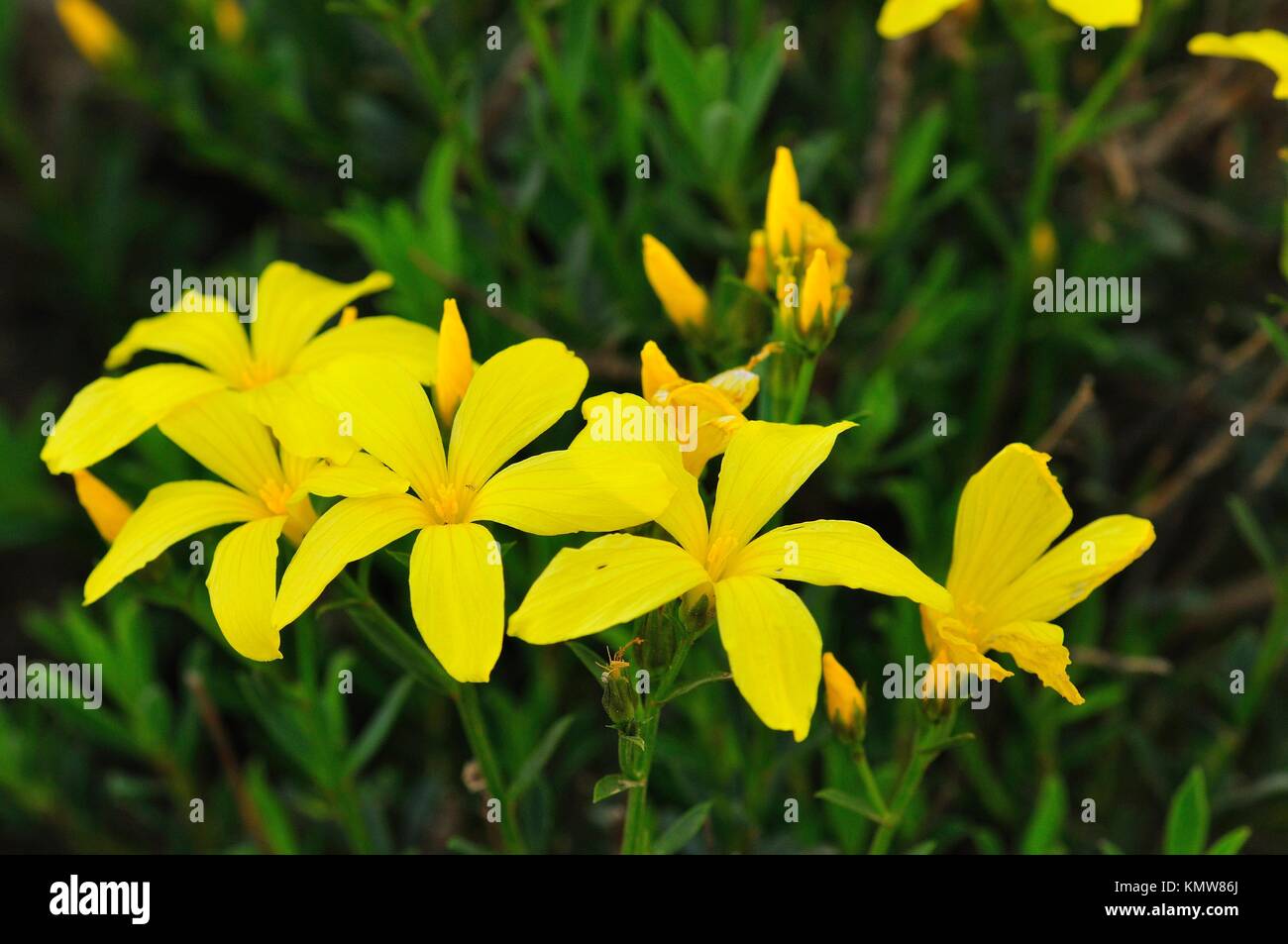 Arbre lin linum arboreum Banque de photographies et d’images à haute ...