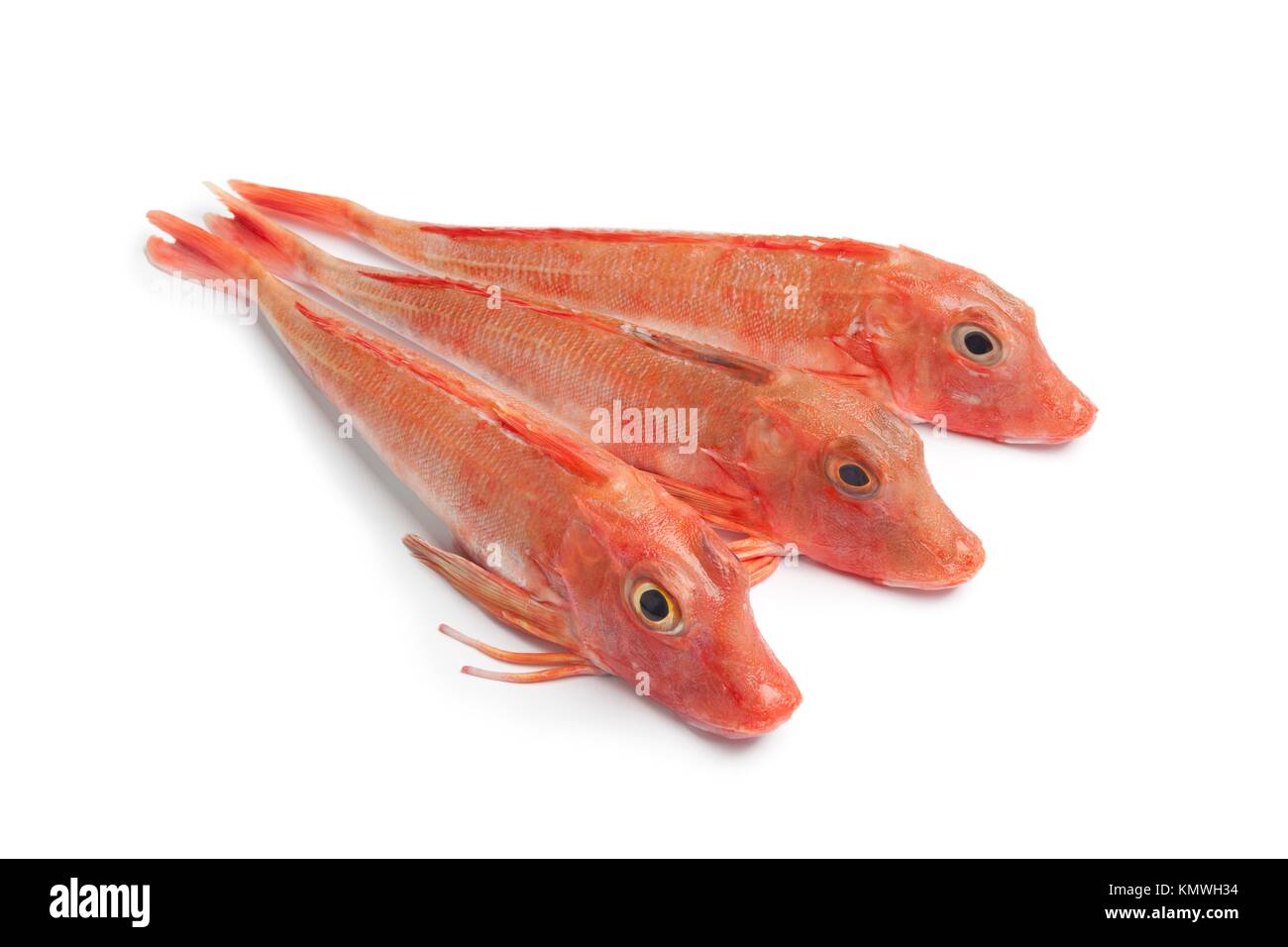 Poisson grondin rouge Banque de photographies et d’images à haute ...