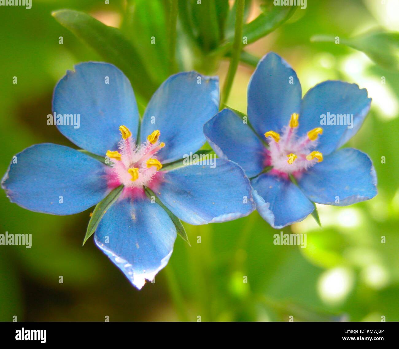 Anagallis linifolia Banque de photographies et d’images à haute ...