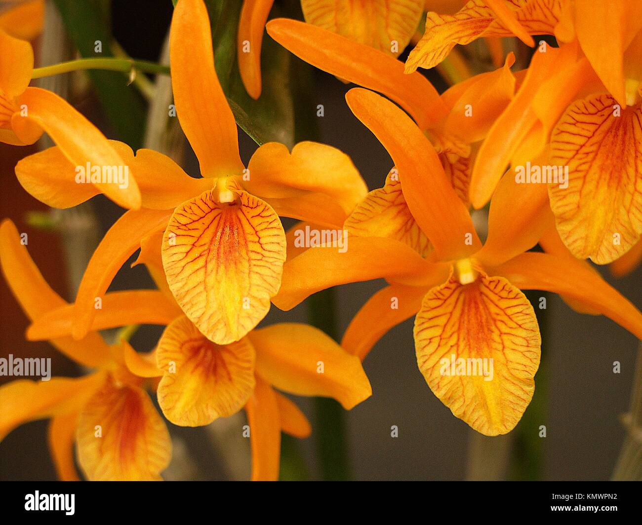 Dendrobium hybrid orchid Banque de photographies et d’images à haute ...