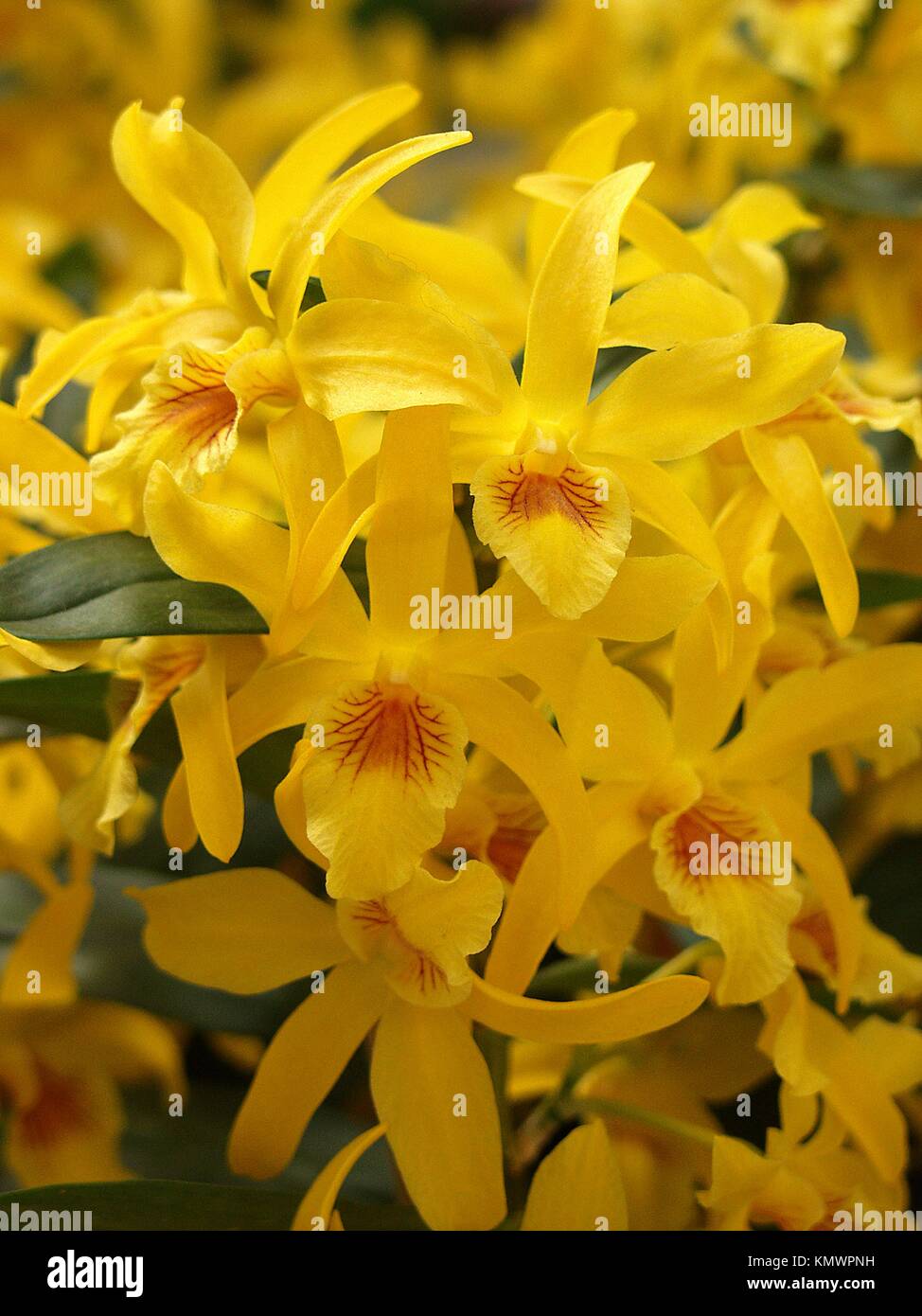 Dendrobium orchid flower plant Banque de photographies et d’images à ...