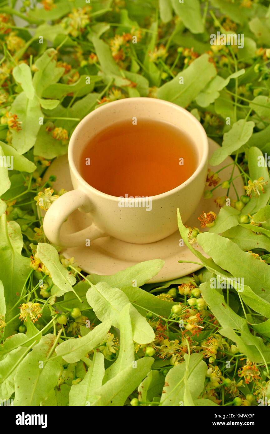 L'infusion de tilleul Tilia platiphyllos ou cordata Photo Stock - Alamy