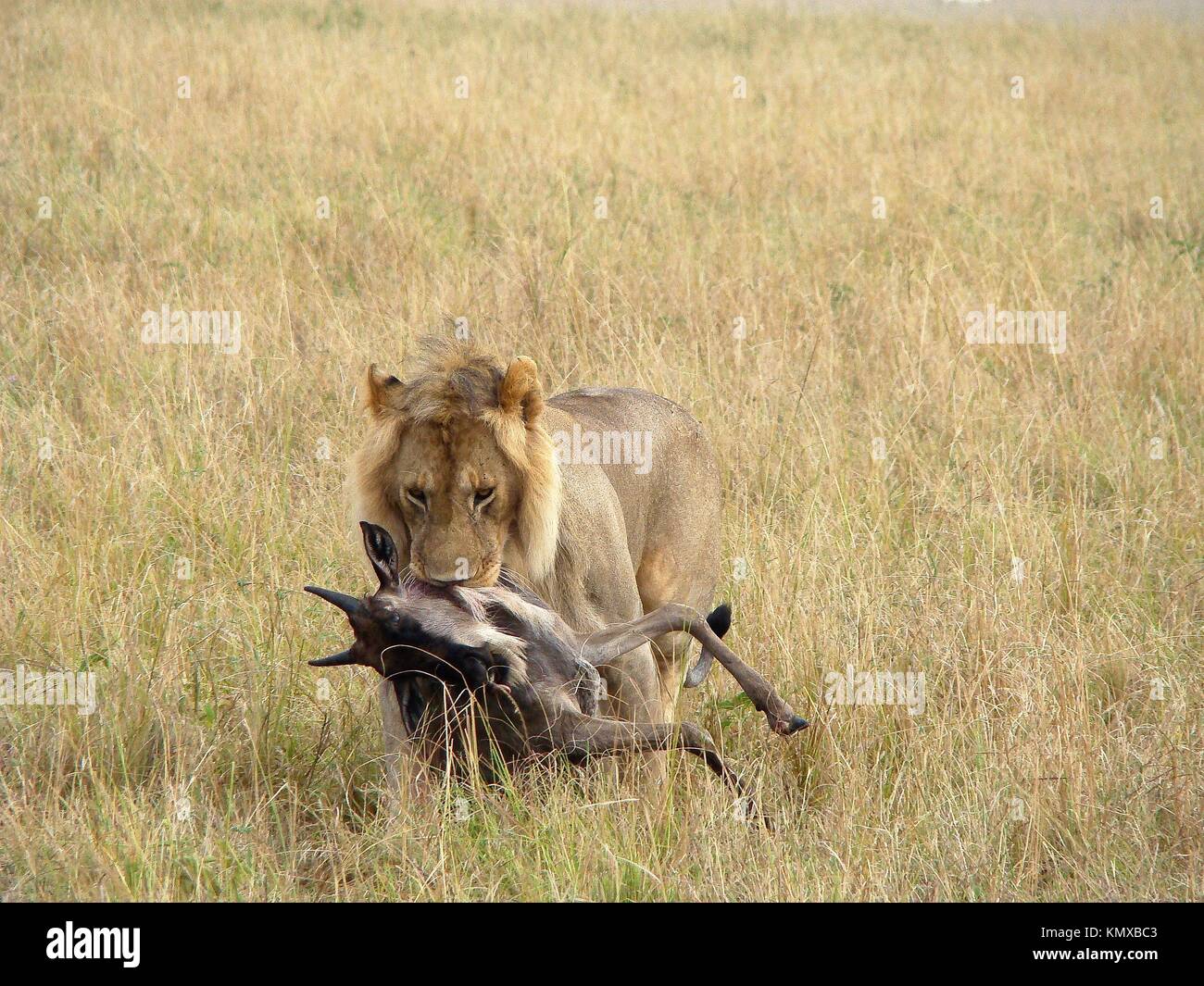 Lion proie Banque de photographies et d’images à haute résolution - Alamy
