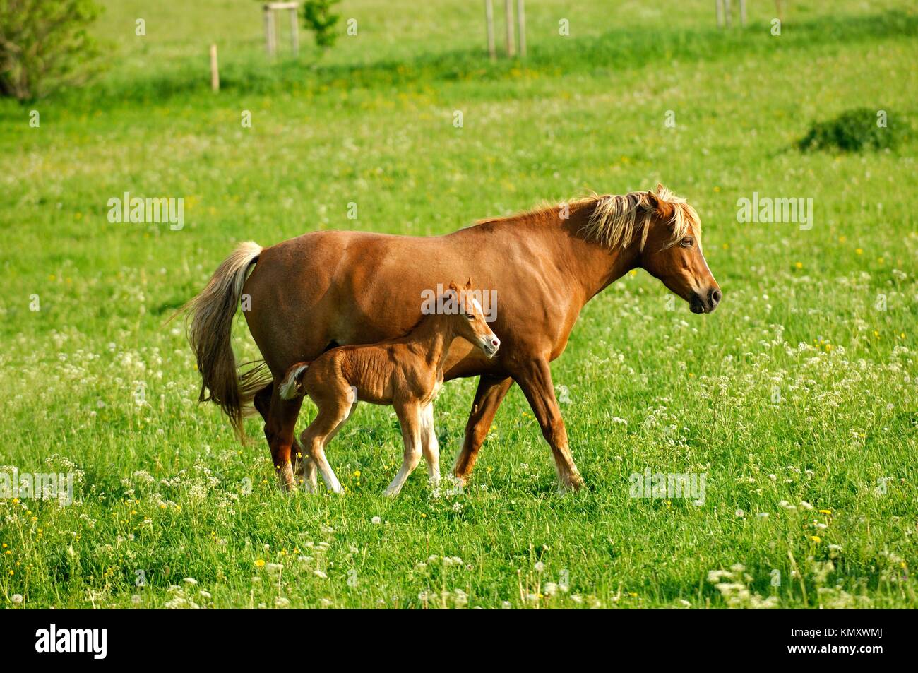 Jument et son poulain Banque de photographies et d’images à haute résolution - Alamy