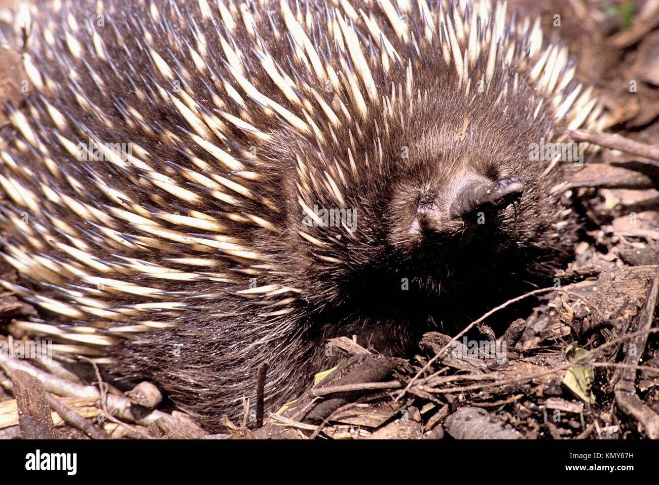 Famille Echidna Banque d'image et photos - Alamy