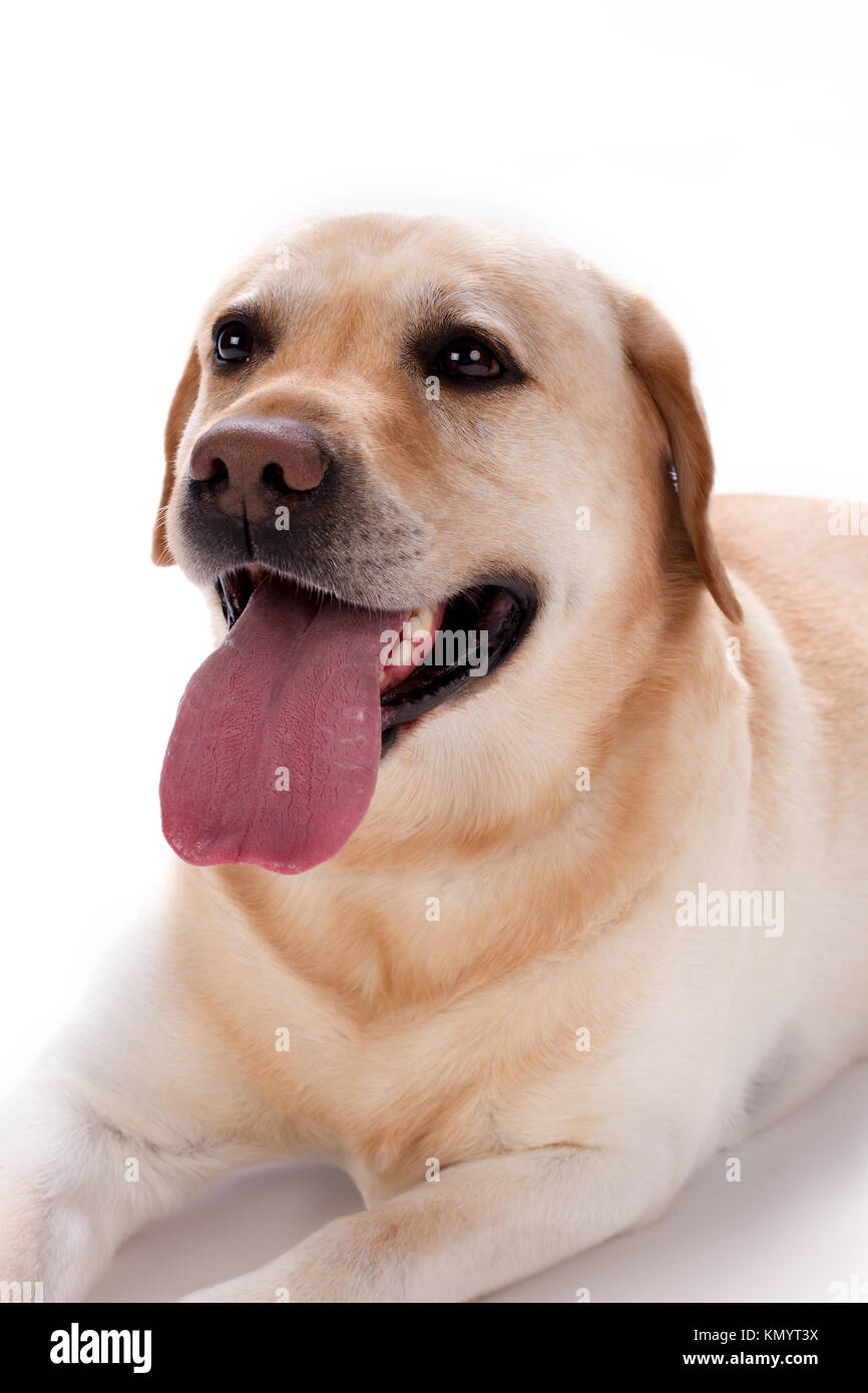 Chien blond labrador retriever Banque de photographies et d’images à ...