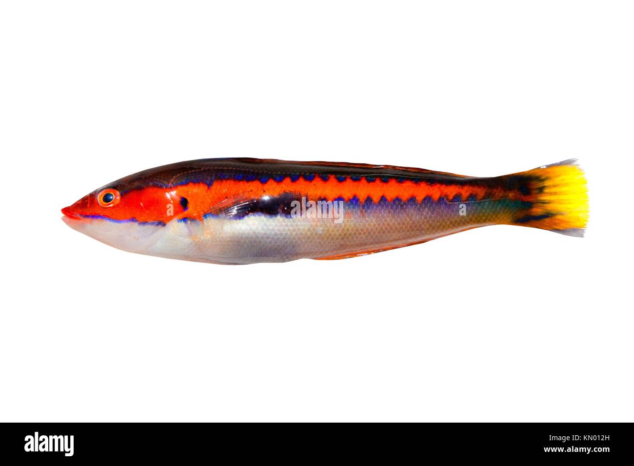 Le poisson girelle sur fond blanc Banque de photographies et d’images à ...