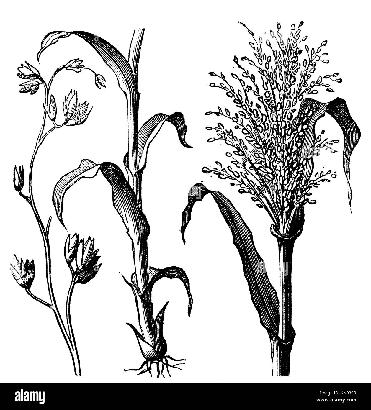 L'Andropogon virginicus barbon, yellowsedge ou le barbon de carex à ...