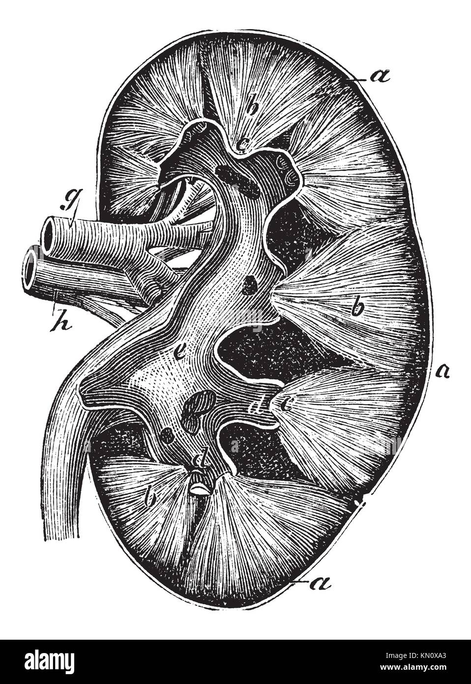 Fonctionnement du bassin humain Banque de photographies et d’images à ...