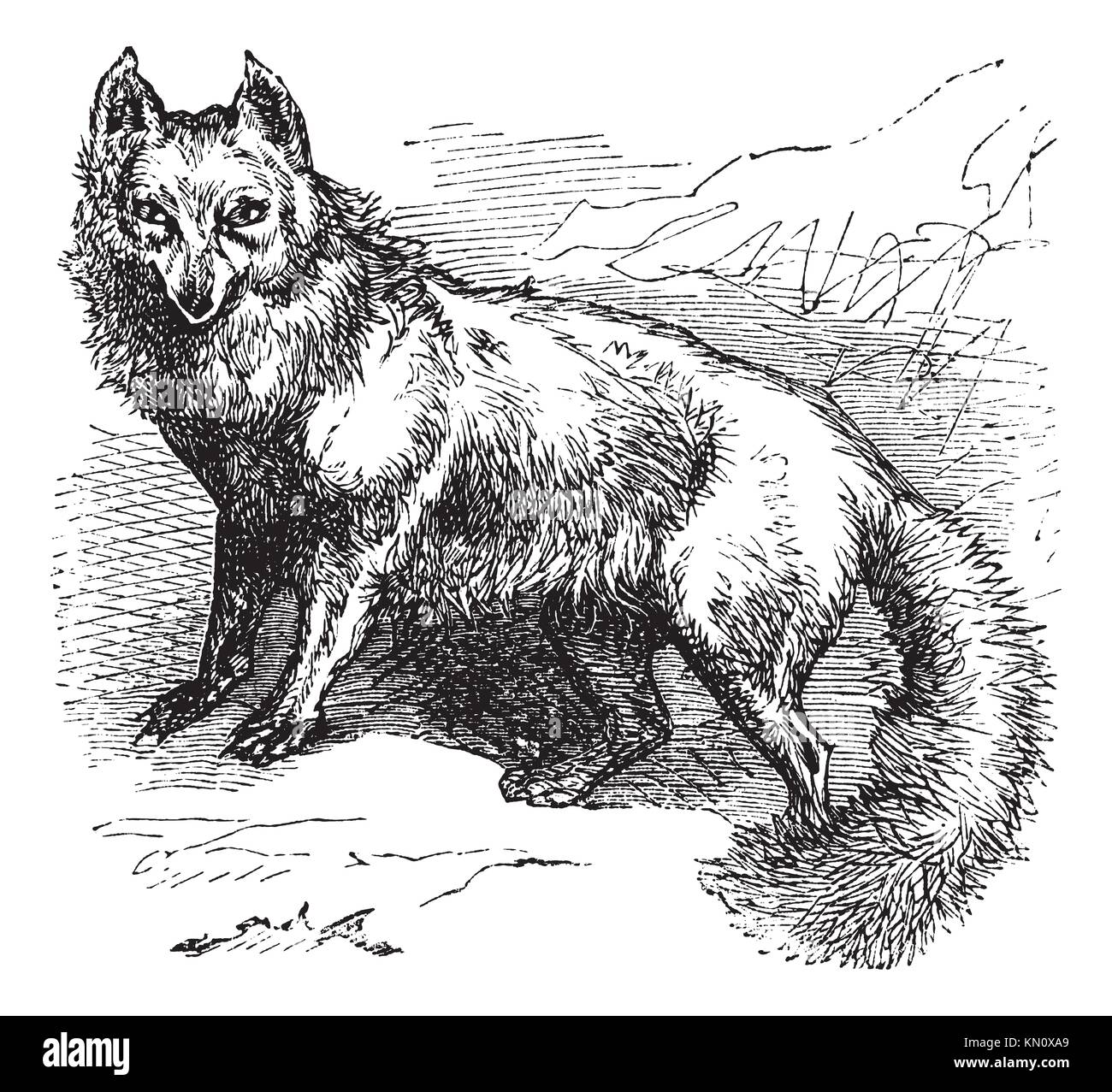 Renard Alopex Banque d'images détourées - Alamy