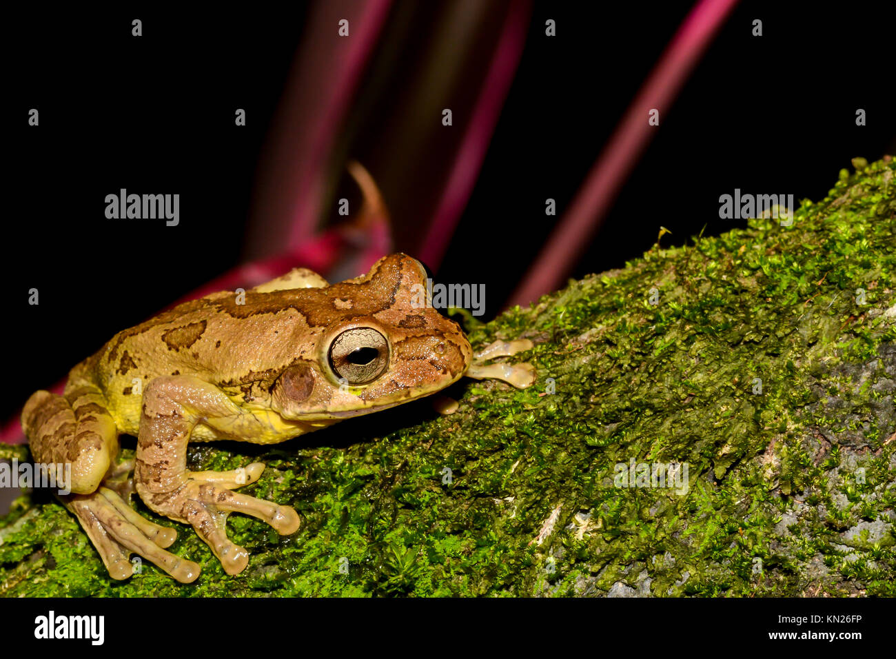 Grenouille de pluie commune Banque de photographies et d’images à haute ...