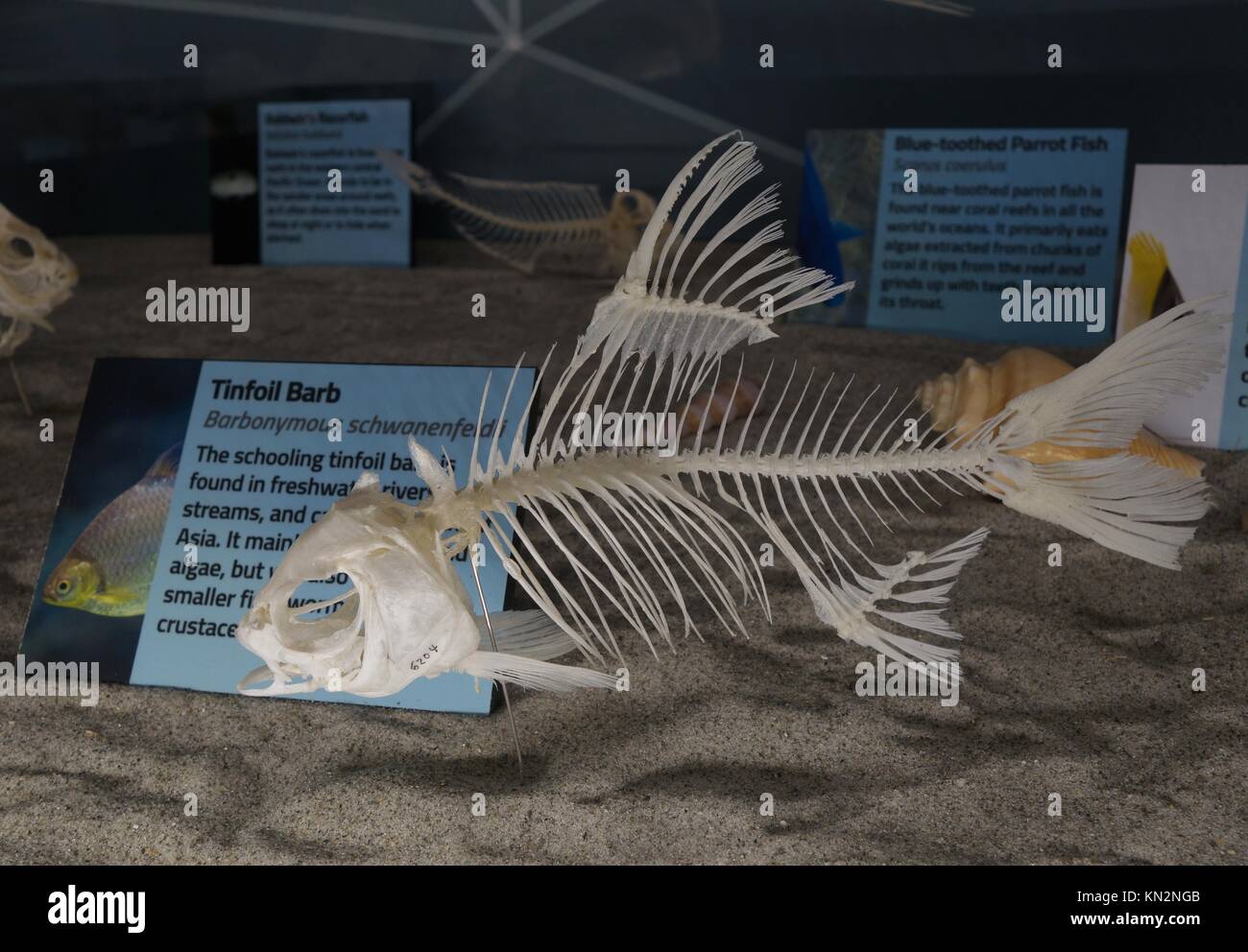 Le squelette d'un poisson d'étain barb ,au Musée de l'ostéologie ...