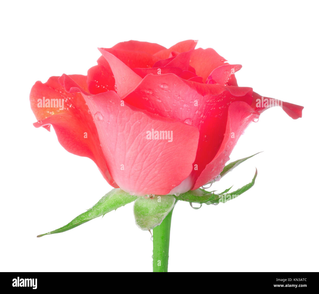 Fond blanc avec rose rouge Banque de photographies et d’images à haute ...
