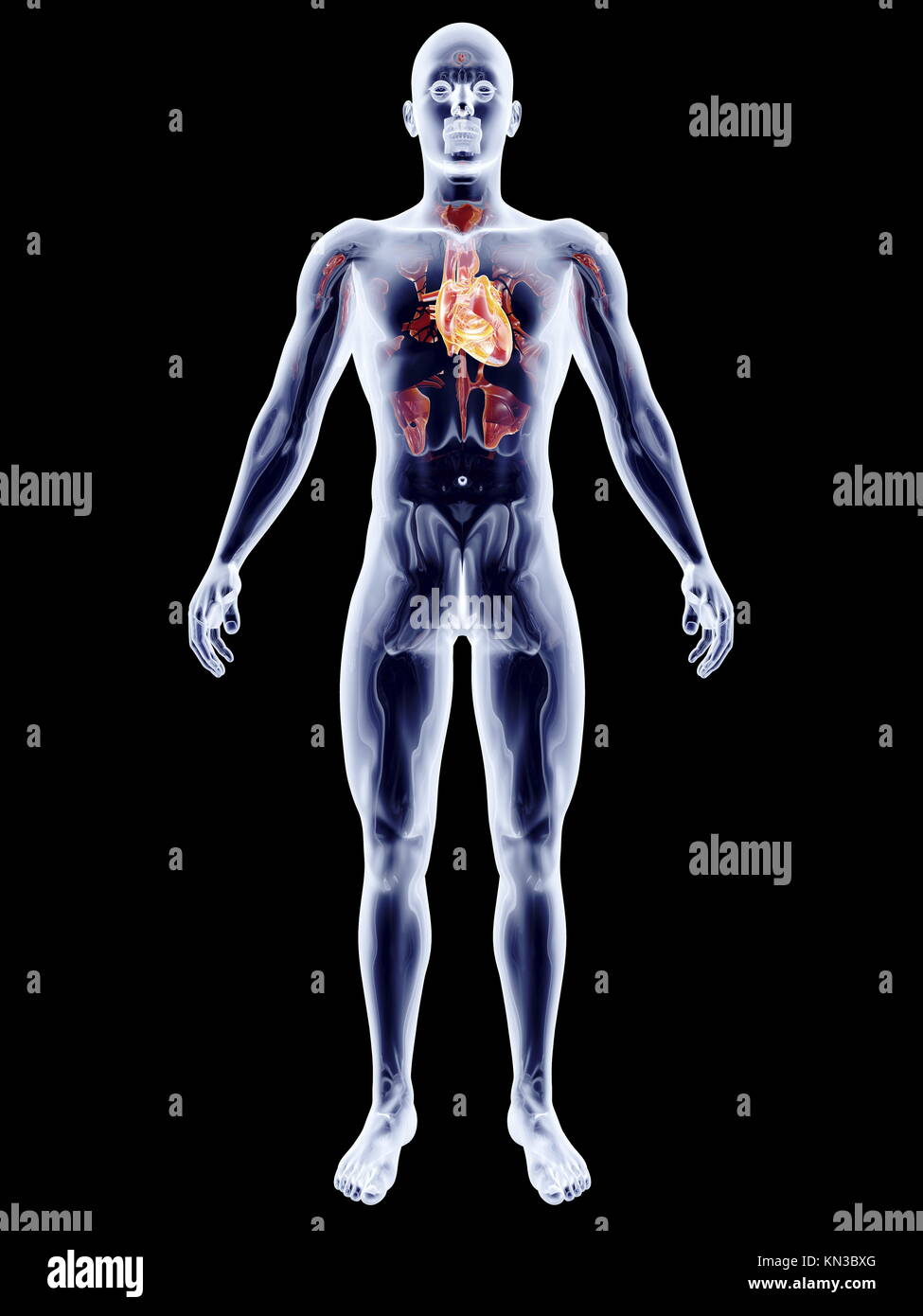 Anatomie Masculine Coeur Banque d'image et photos - Page 4 - Alamy