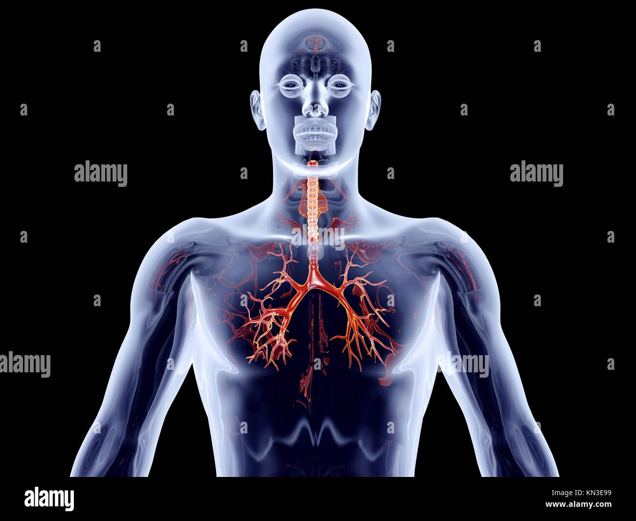 Artère Surrénale Banque d'image et photos - Alamy