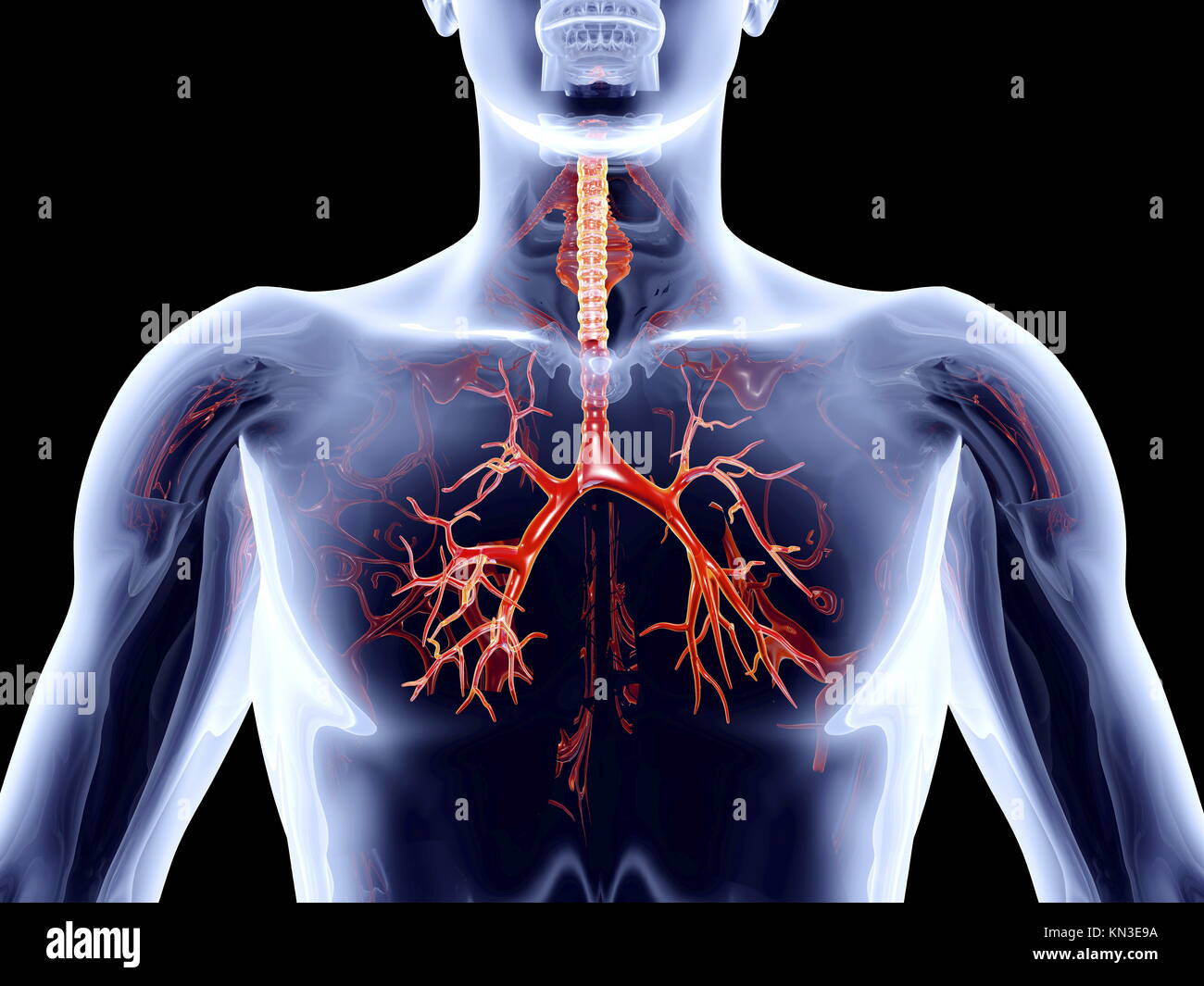 Artère Surrénale Banque d'image et photos - Alamy