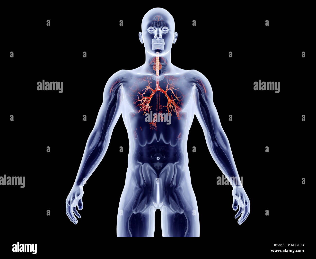 Les organes internes de la surrénale. Rendu 3D illustration anatomique ...