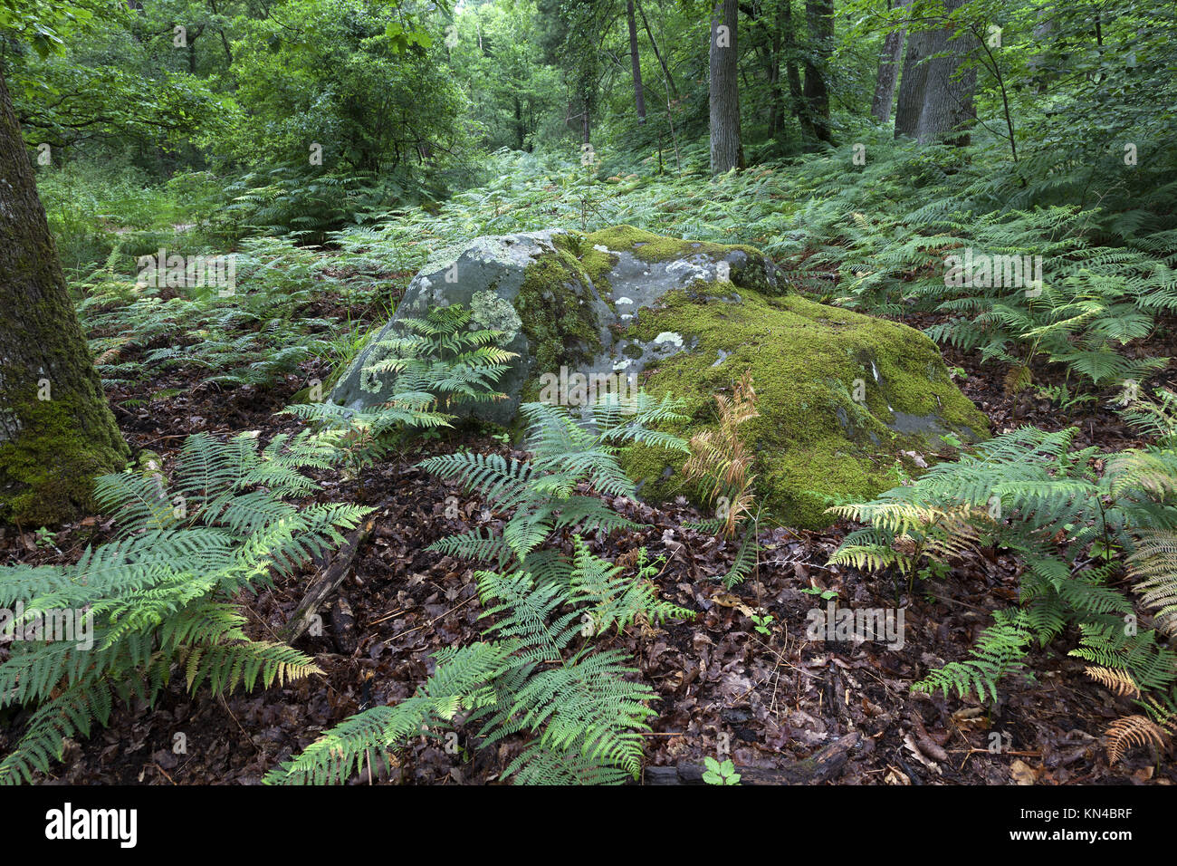 Forêt De Fontainebleau, Rocher Banque d'image et photos - Alamy