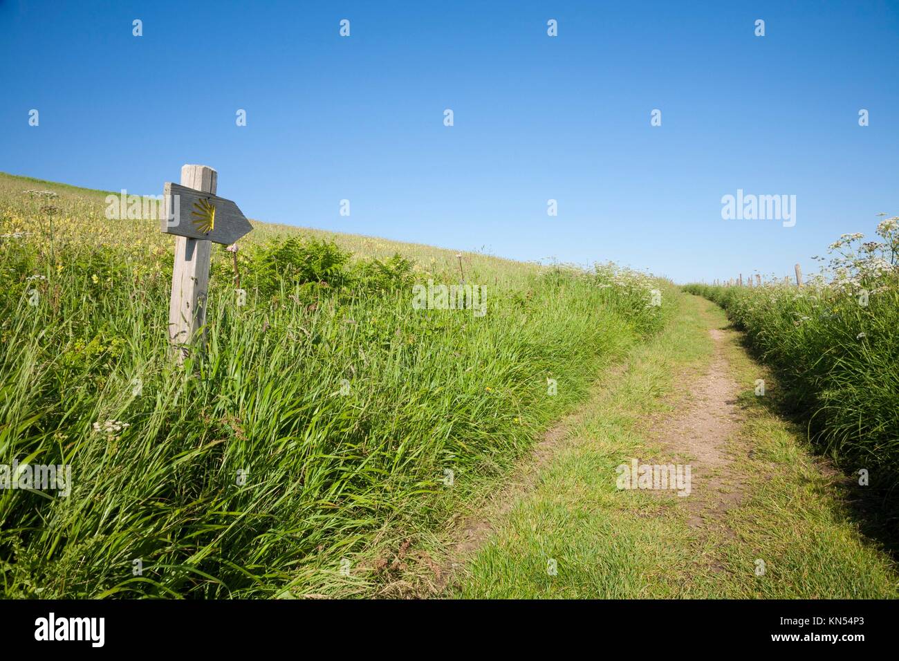 Chemin rural et de bois panneau avec les Moyen-âge symbole de Camino de ...