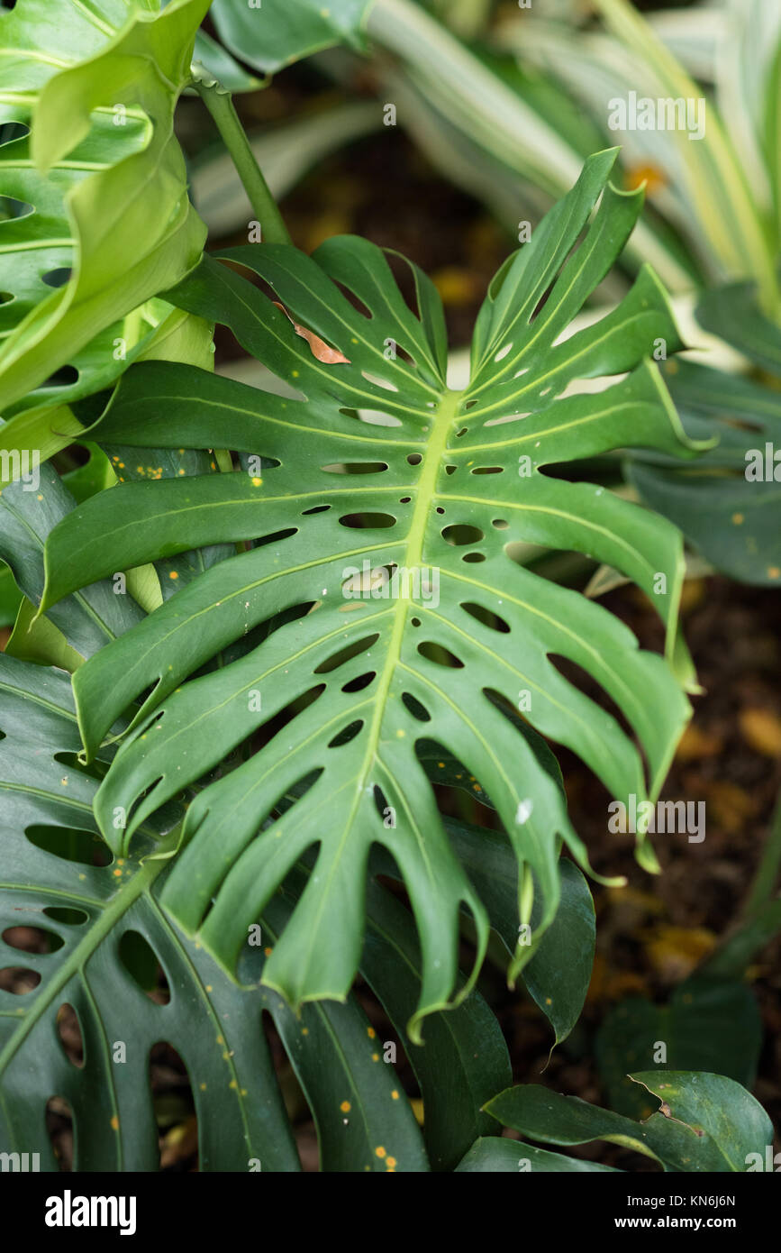 Monstera deliciosa. feuilles feuilles tropicales dans un parc Photo ...