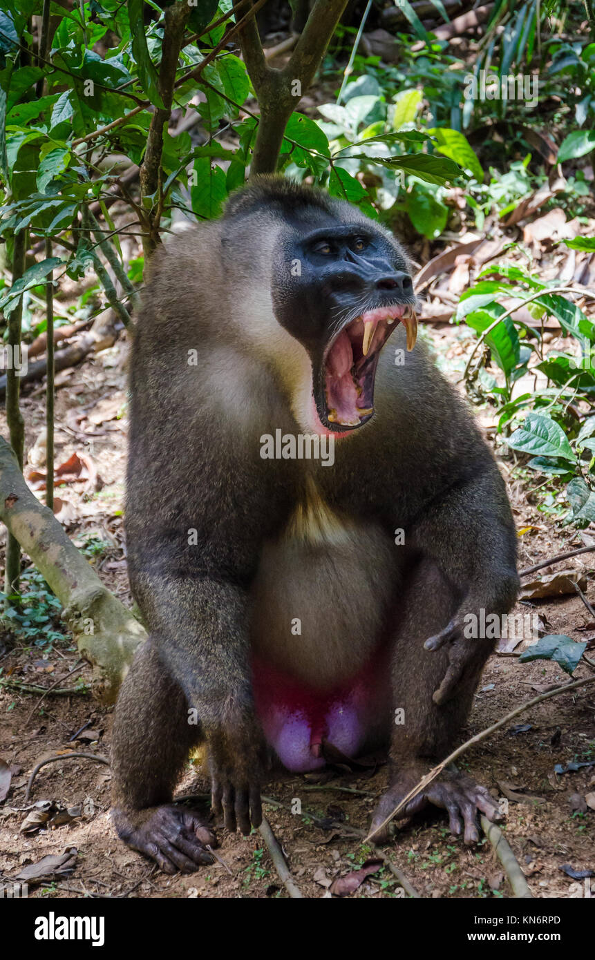 Drill ape sitting Banque de photographies et d’images à haute ...