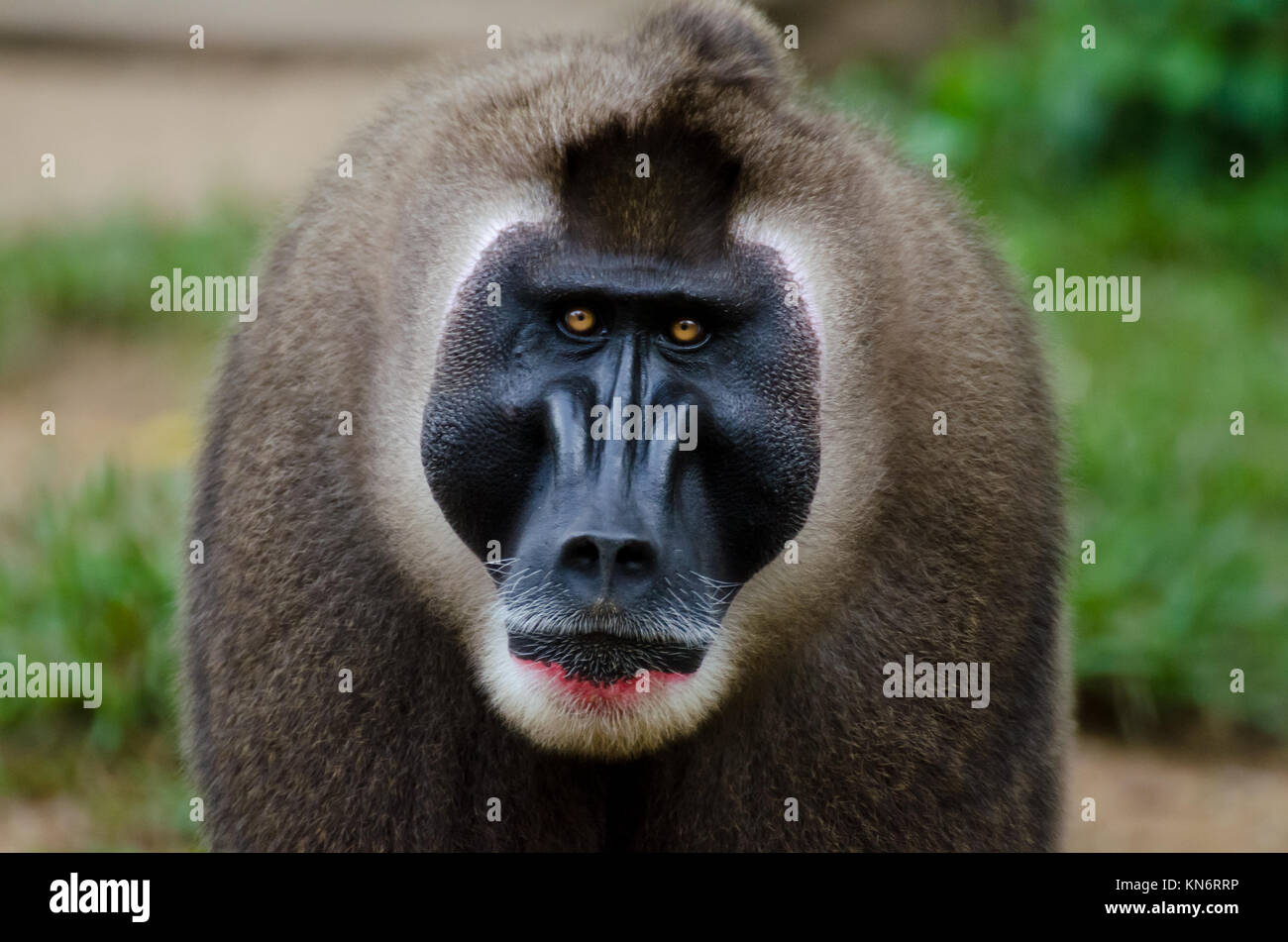 Portrait de grand singe foret mâle alpha dans la pluie forêt de Nigeria ...