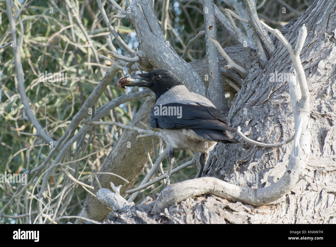 Corbeau perché dans un arbre Banque de photographies et d’images à ...