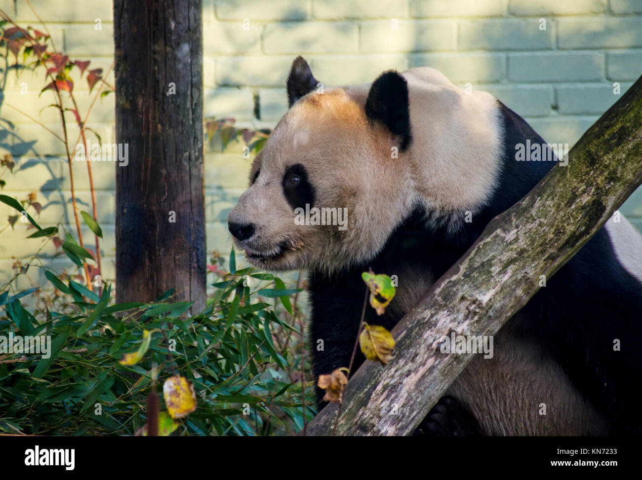 Grand Panda assis derrière un arbre Photo Stock - Alamy