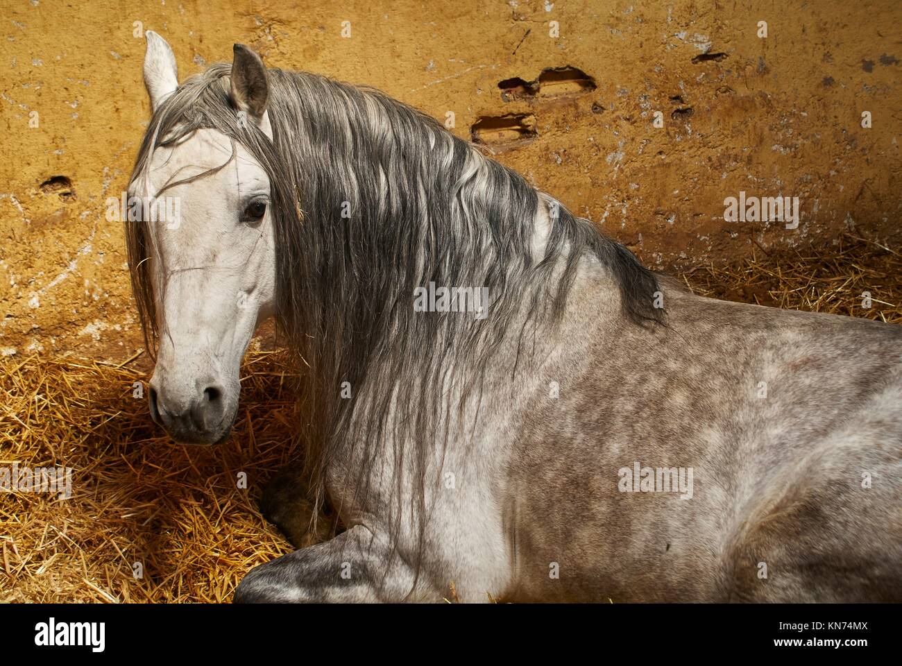 Cheval couché Banque de photographies et d’images à haute résolution ...