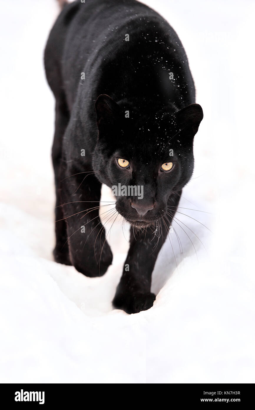 Black leopard or black panther panthera pardus Banque de photographies ...
