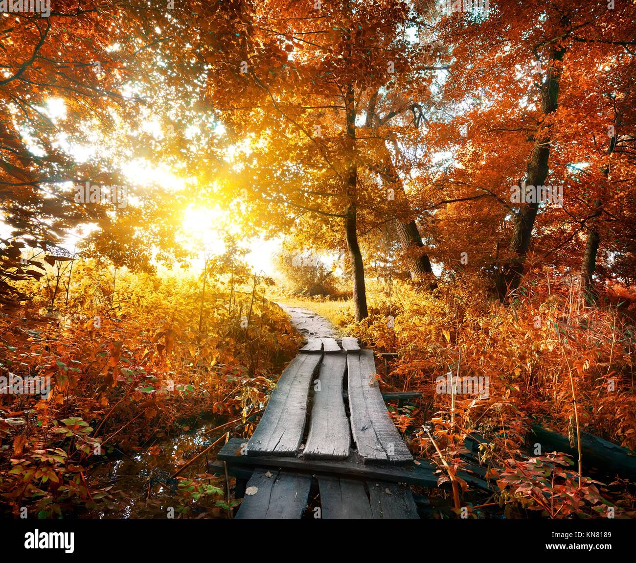Forêt rouge Banque de photographies et d’images à haute résolution - Alamy