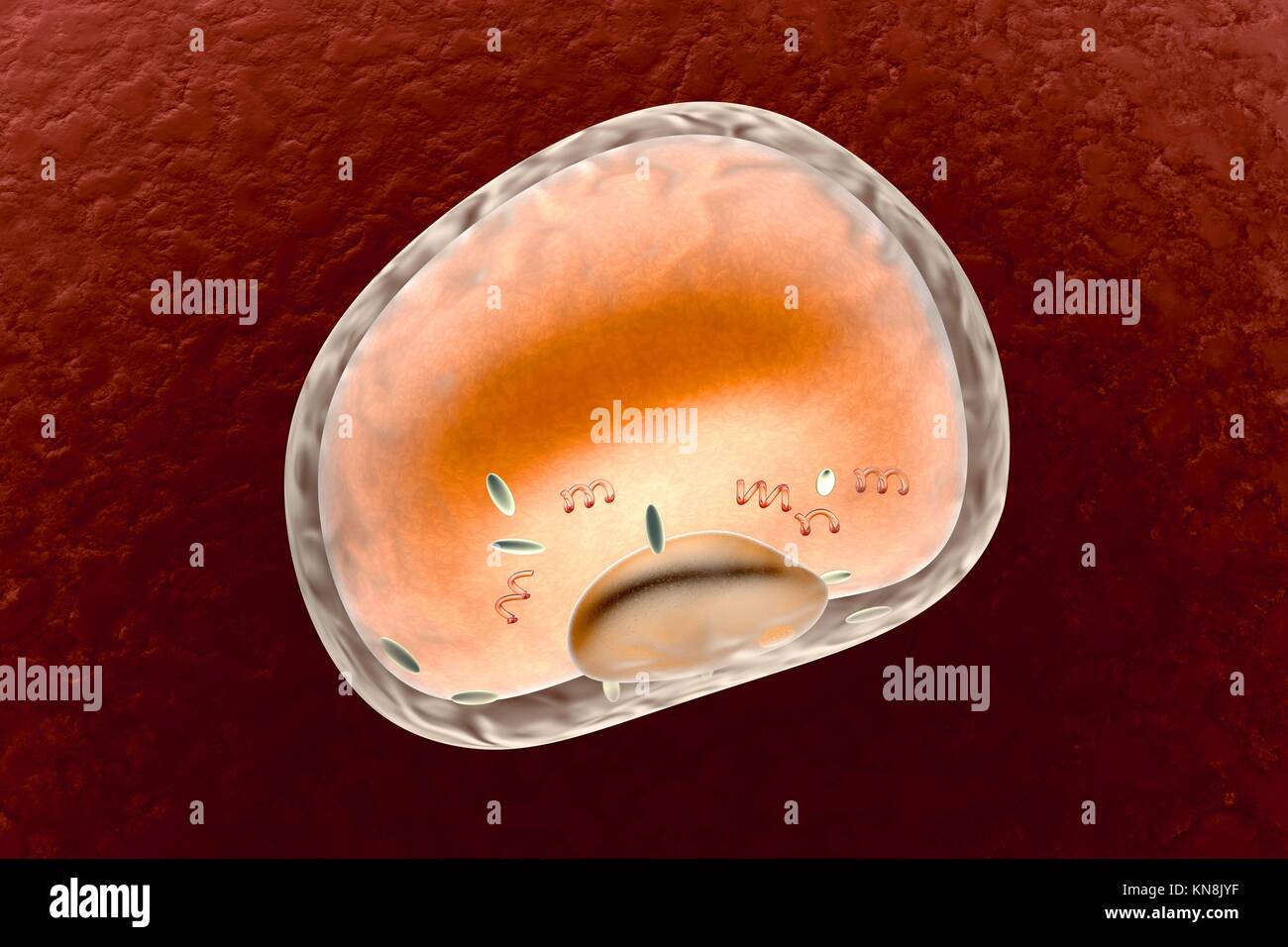 Cellule adipeuse Banque d'image et photos - Page 2 - Alamy