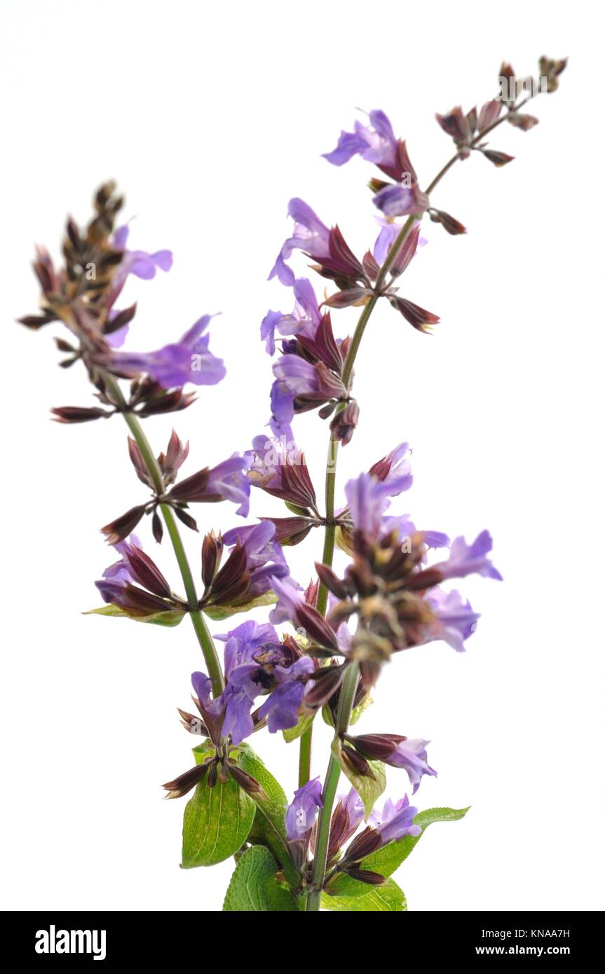 Fleurs de sauge Banque de photographies et d’images à haute résolution ...