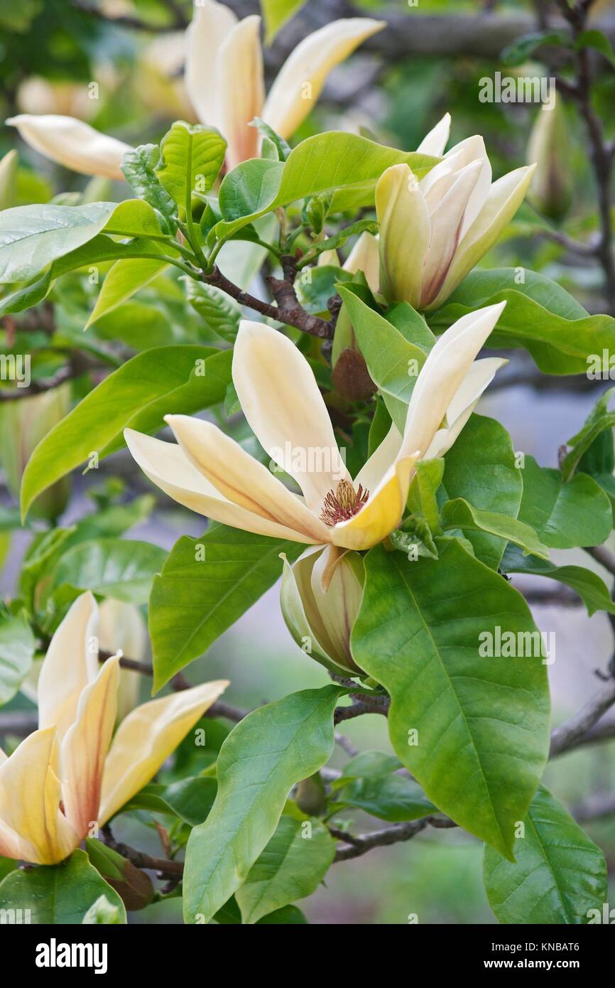 Magnolia brooklynensis evamaria Banque de photographies et d’images à ...