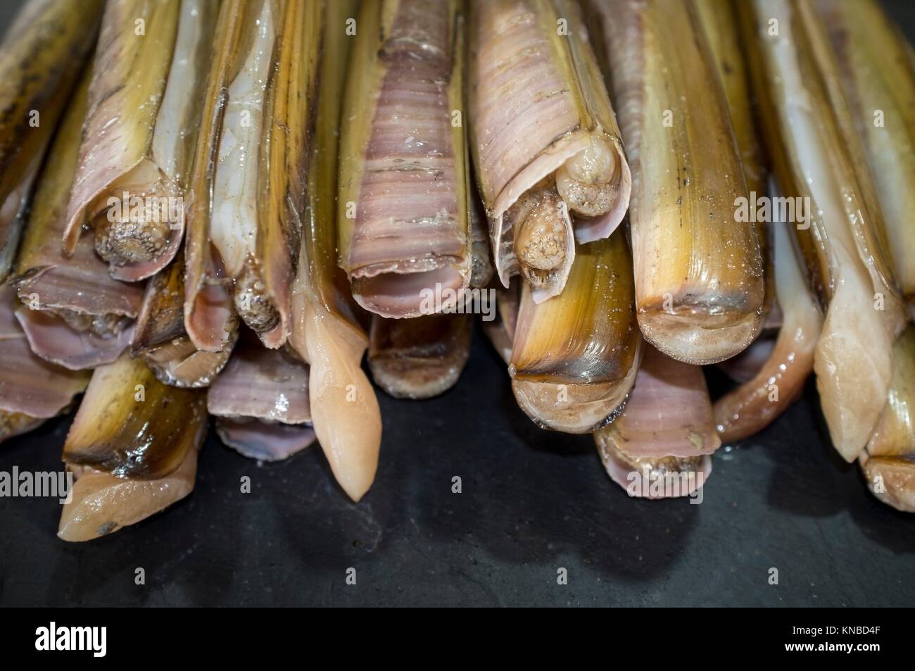 Razor clam siliqua patula shell Banque de photographies et d’images à ...