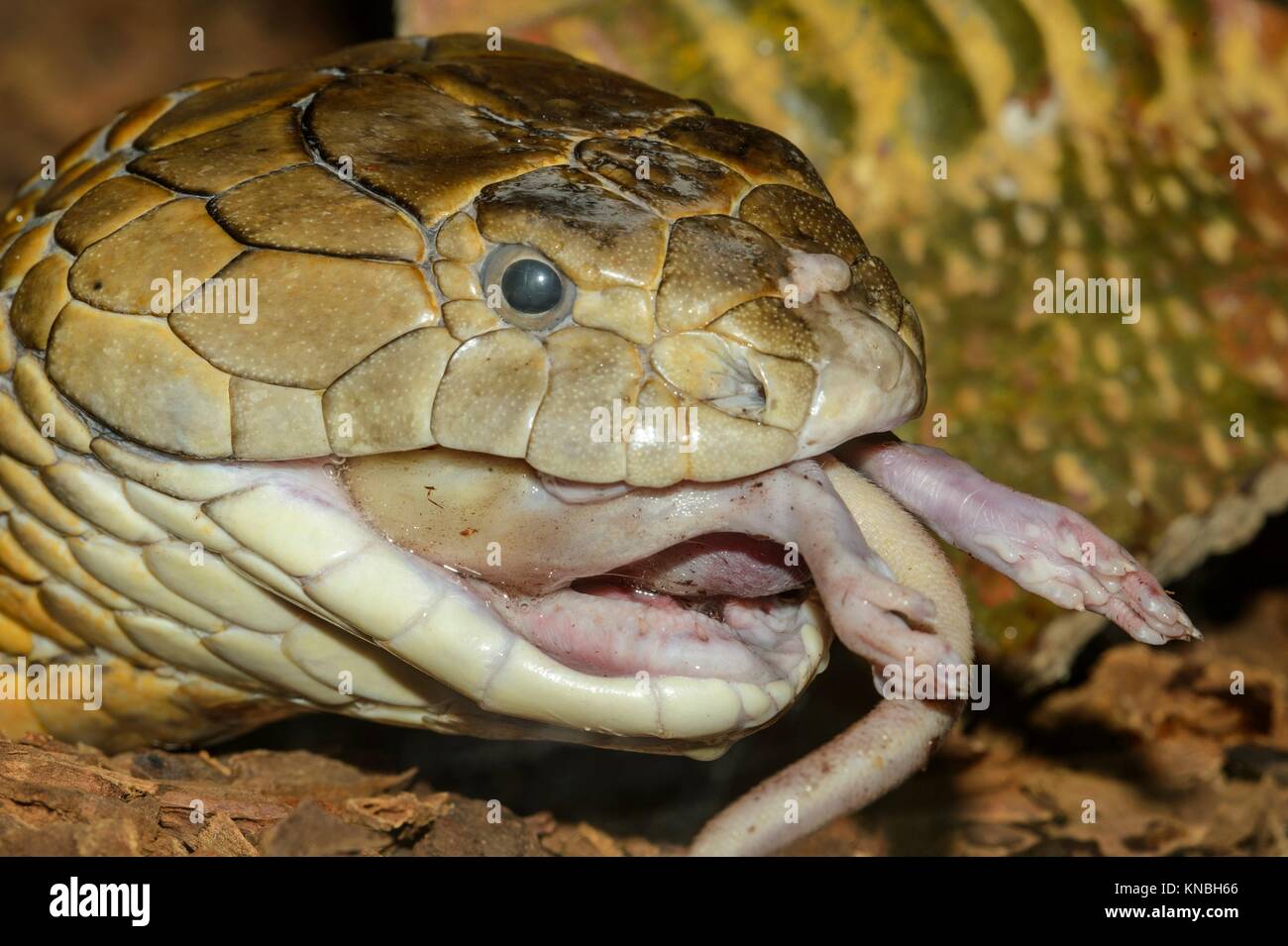 King cobra skin Banque de photographies et d’images à haute résolution ...