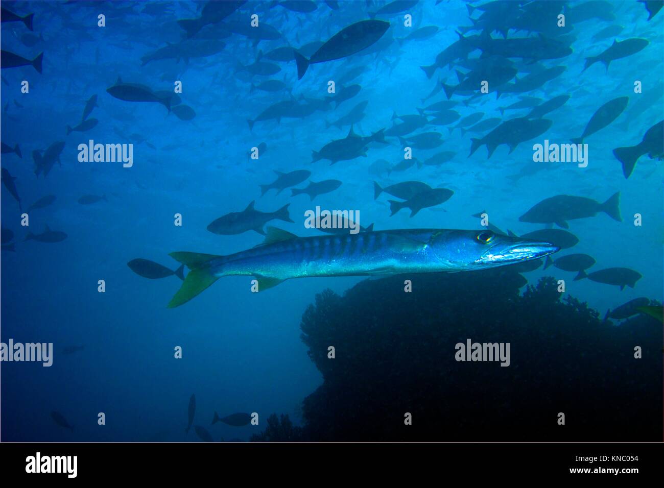 Barracuda (Sphyraena flavicauda limande) patrouiller sous l'eau à la ...