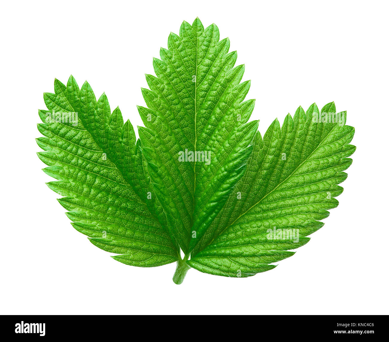 Fond fraise Banque de photographies et d’images à haute résolution - Alamy