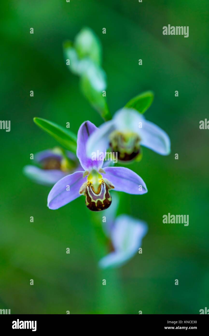 Ophrys apifera Banque de photographies et d’images à haute résolution ...