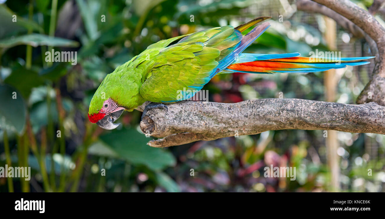 Grand Ara Vert Banque d'image et photos - Alamy